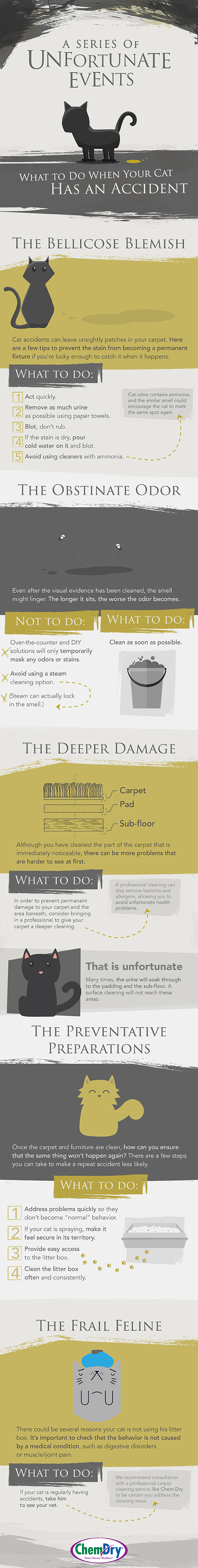 A Series of Unfortunate Cat Accidents - All County Chem-Dry All County ...